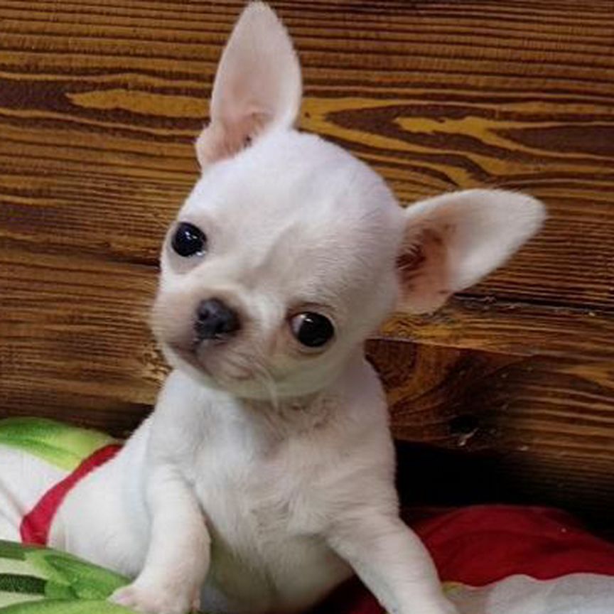 Чихуахуа, щенок