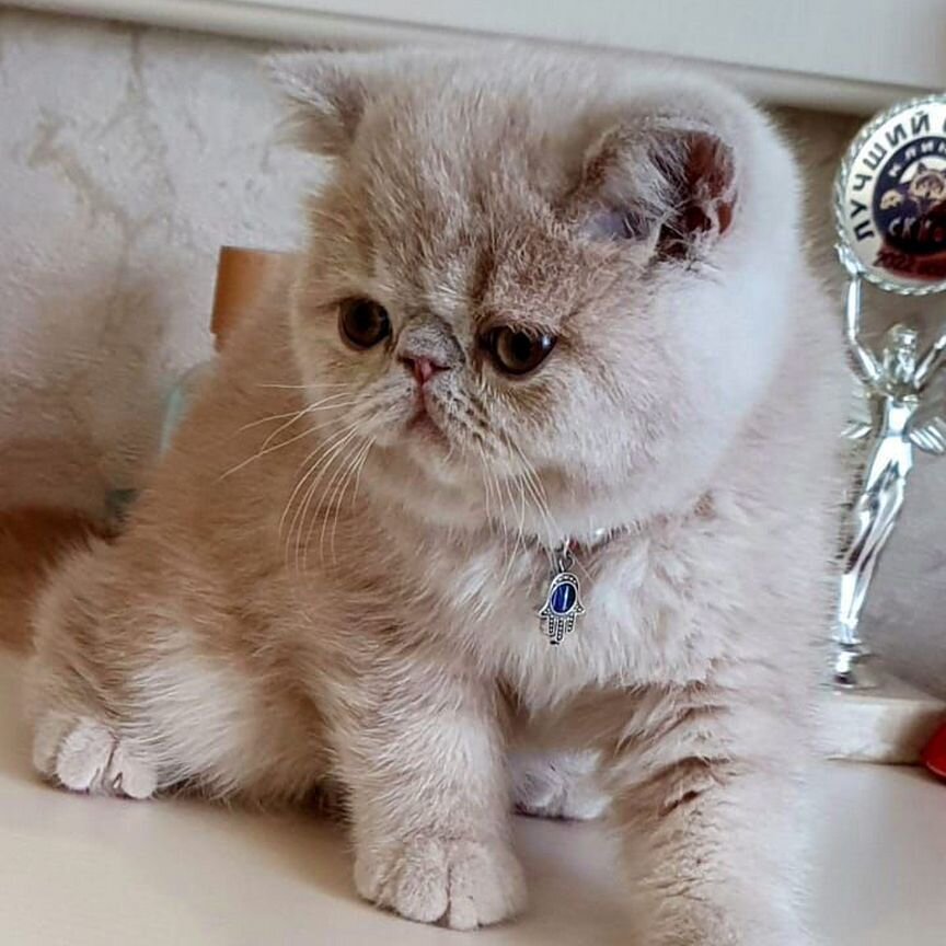 Экзотический котик