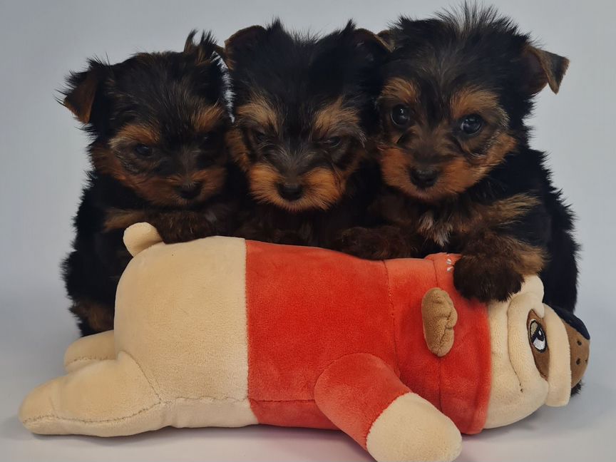 Йоркширский терьер мини щенки