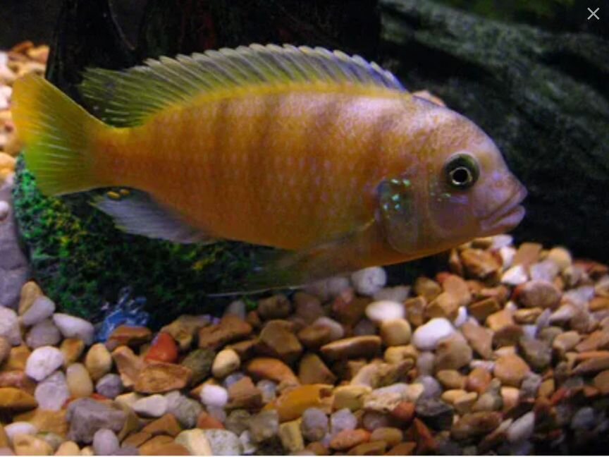 Рыбы цихлиды