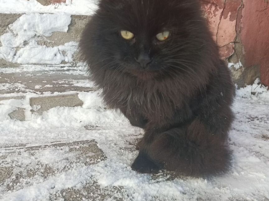 Сказочный кот ищет выживает на улице