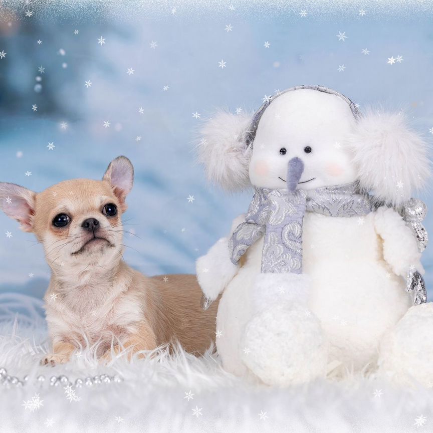 Чихуахуа, щенок