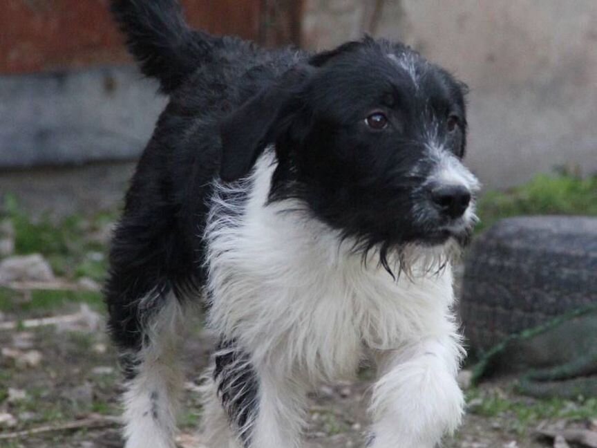 Молодая собака Рози в дар