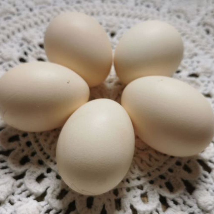 Китайские шелковые яйцо инкубационное