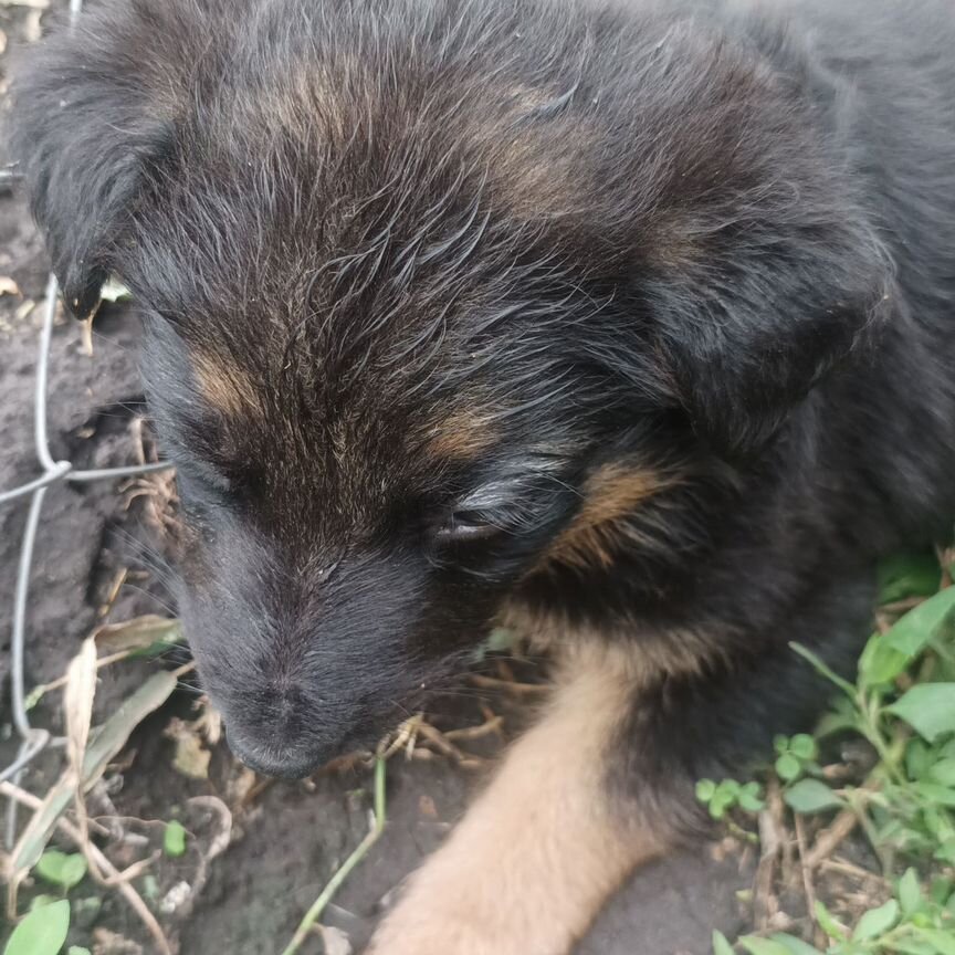 Собаки щенки овчарки 1 месяц