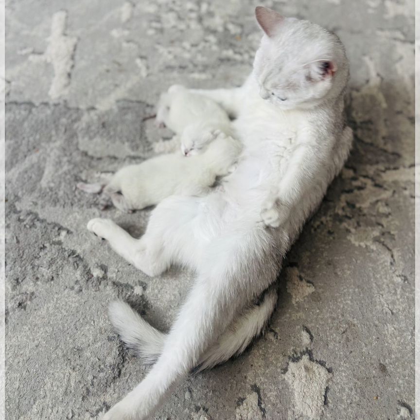 Британский короткошёрстный котёнок