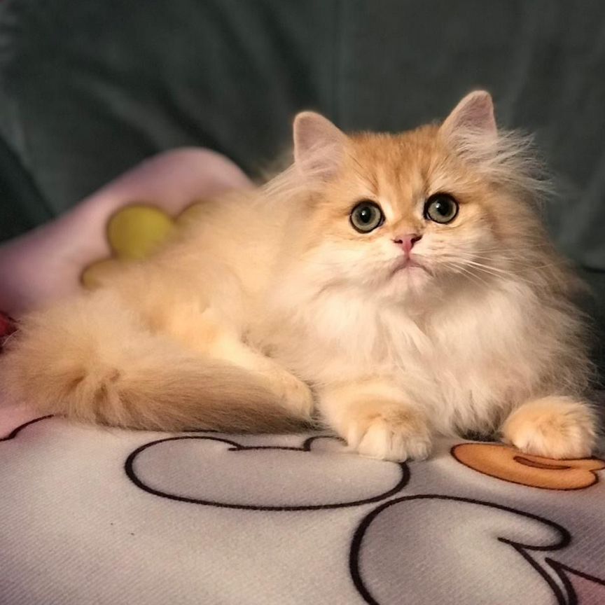 Британский длинношёрстный котёнок