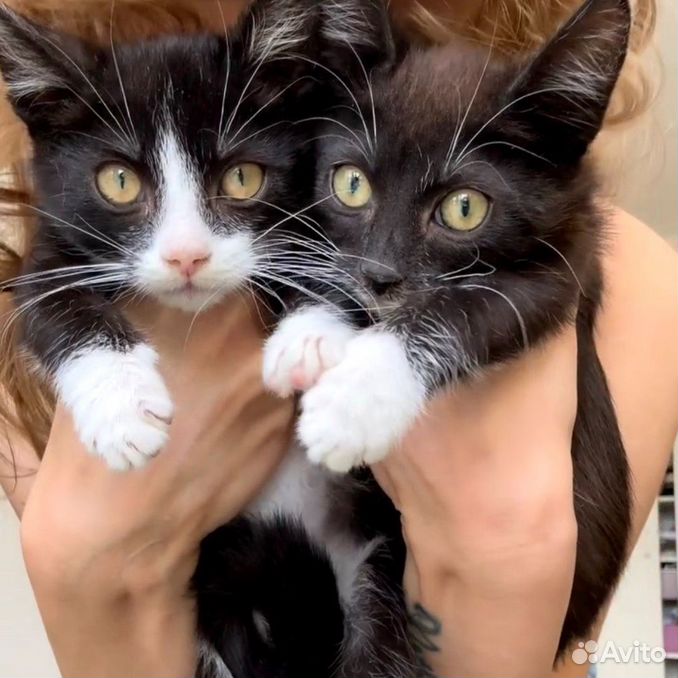 Котята ищут мампап