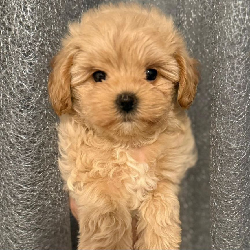 Мальтипу, щенок