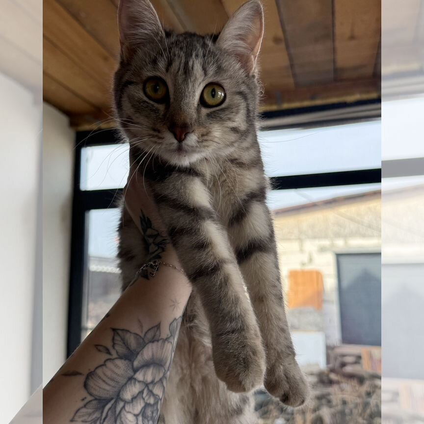 Котёнок в добрые руки