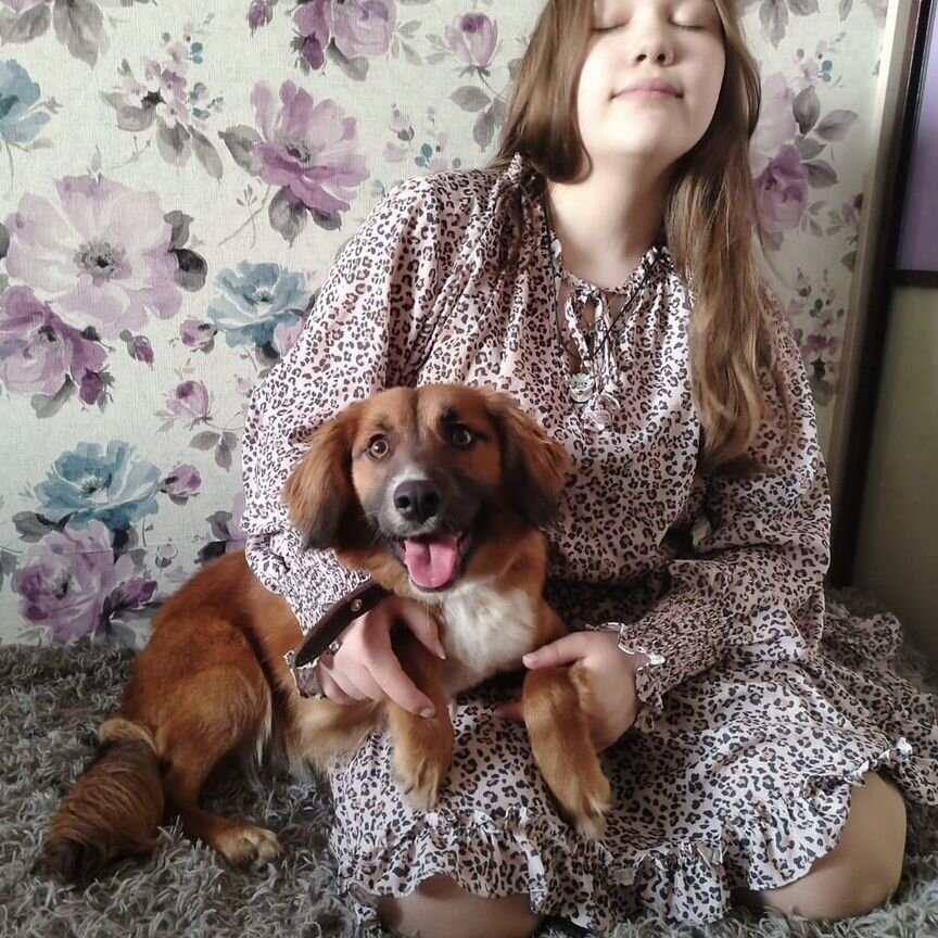 Небольшая собачка Марта