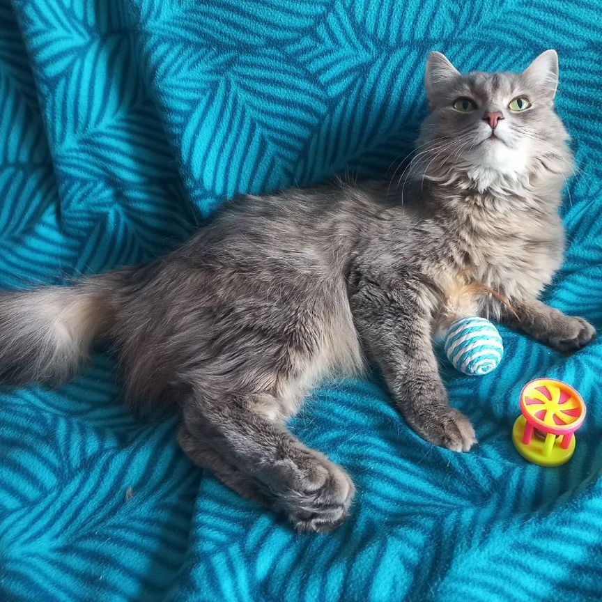 Взрослая, кошка в добрые руки