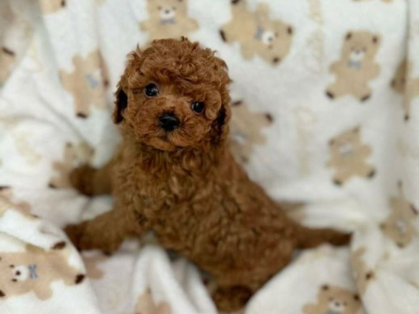 Той-пудель щенки mini