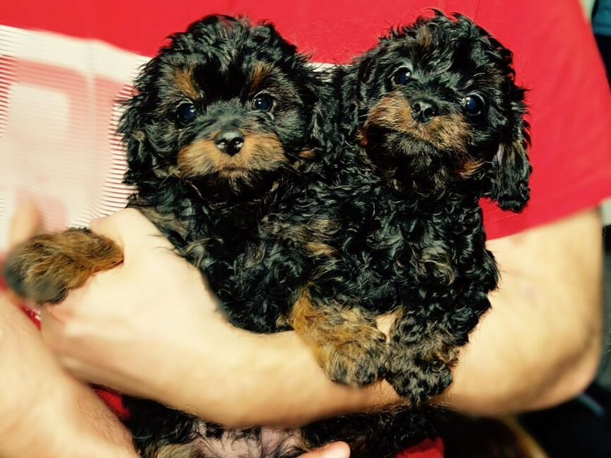 Мини мальтипу ф1 фантом