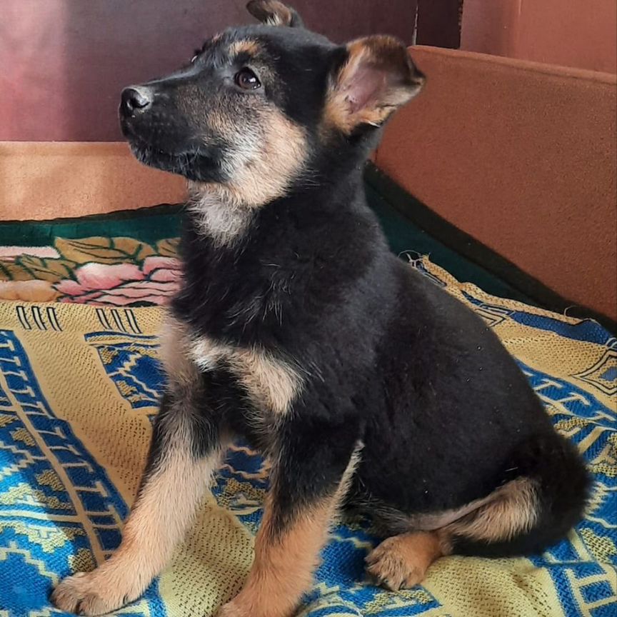 Маргоша ищет дом