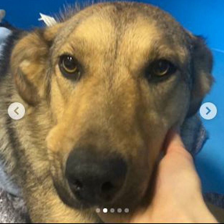 Собачка Сосна к новому хозяину