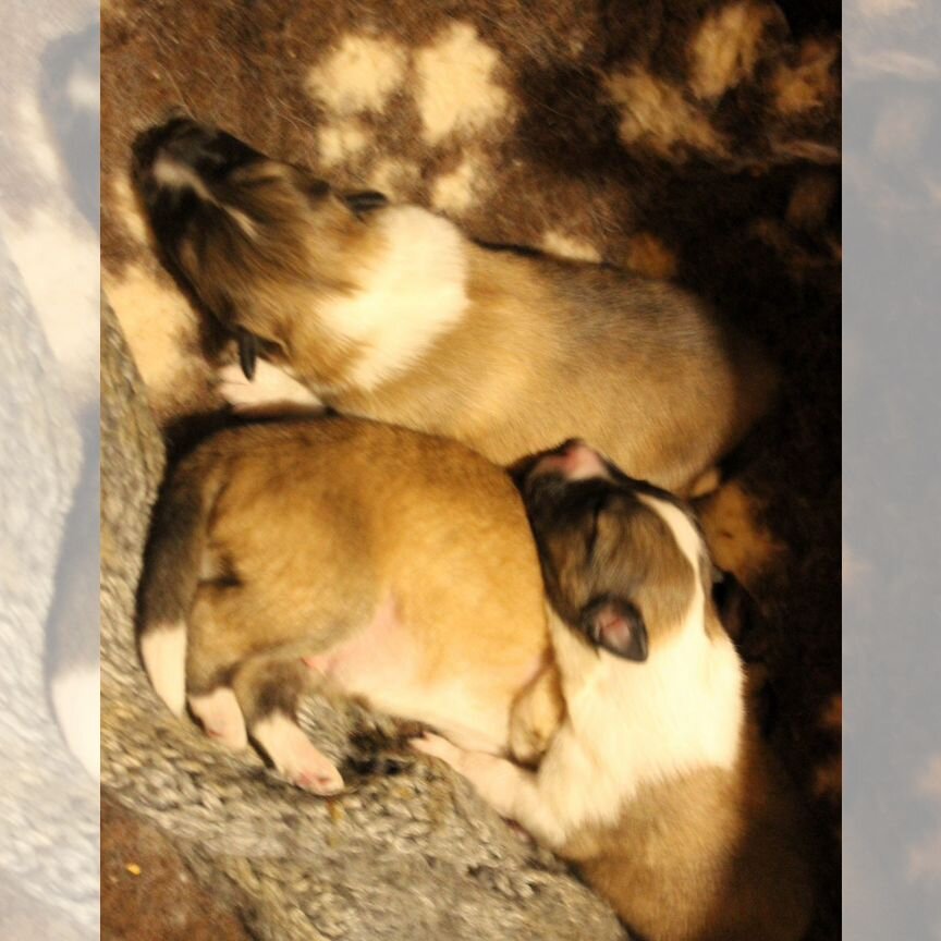 Японский шпиц, щенок