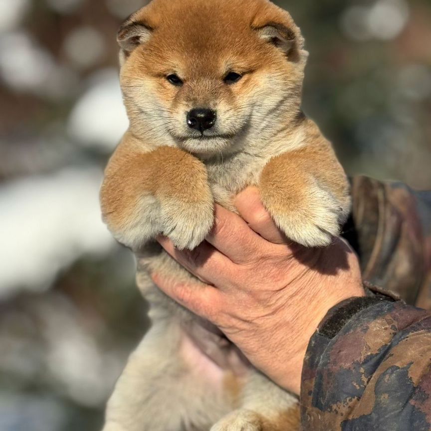 Мальчик красавчик Сиба ину