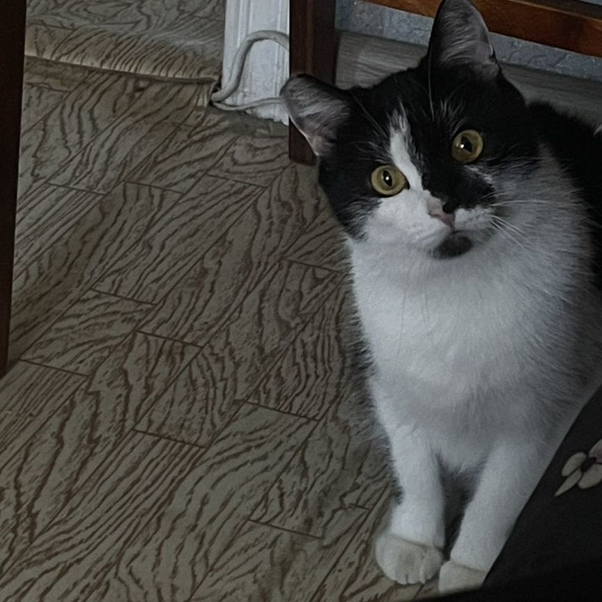 Взрослая, кошка в добрые руки