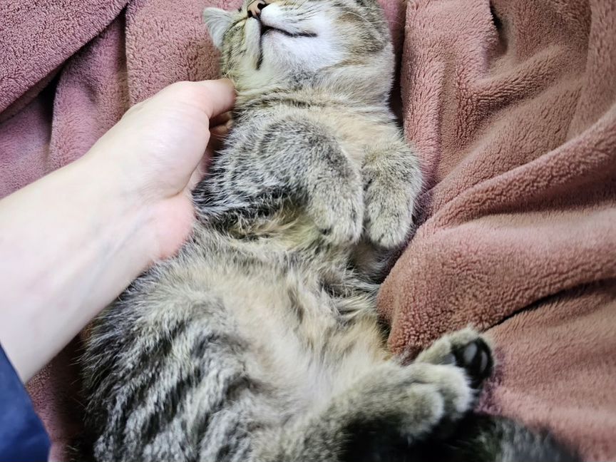 Кошечка, 2,5 мес