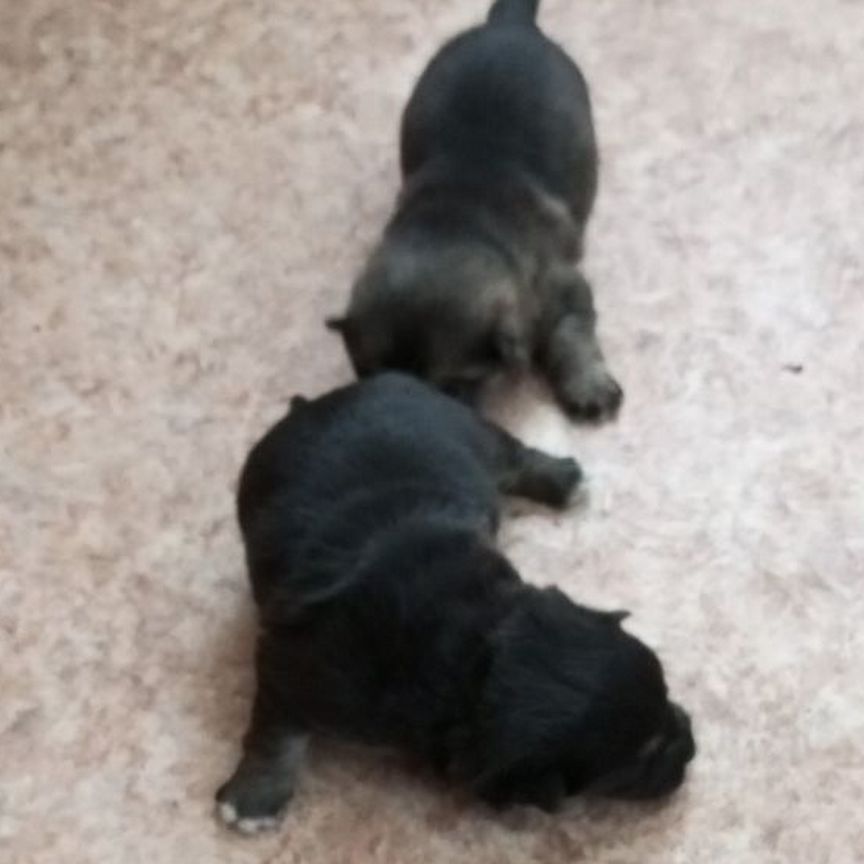 Щенок в добрые руки