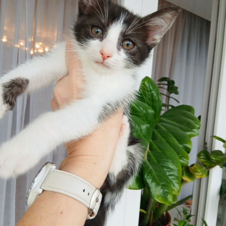 Котята в добрые руки бесплатно