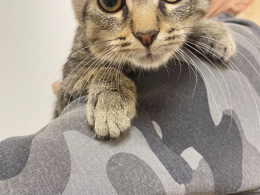 Очень ласковый котенок 4,5 месяца девочка