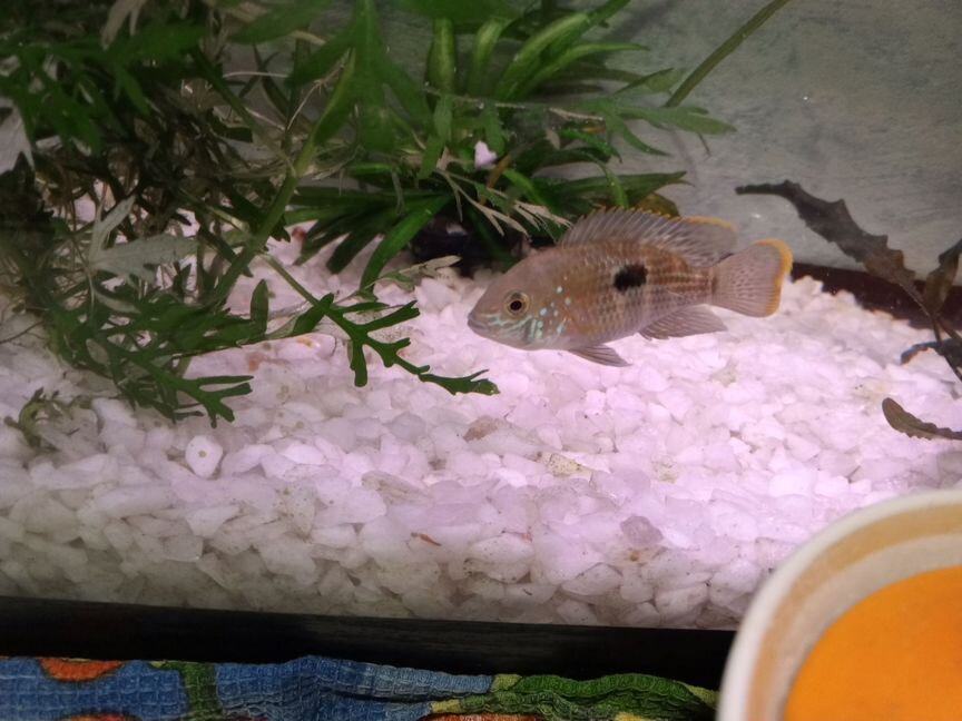 Рыба акара бирюзовая, бесплатно