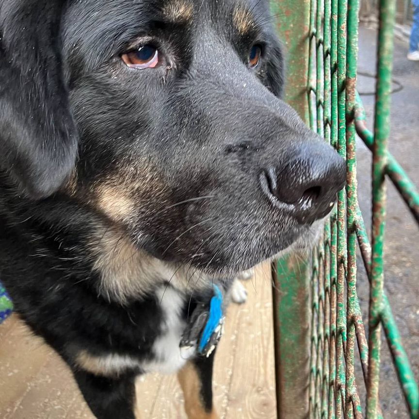 Настоящий Красавец в приютской клетке