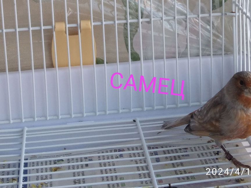 Кенара и канарейки