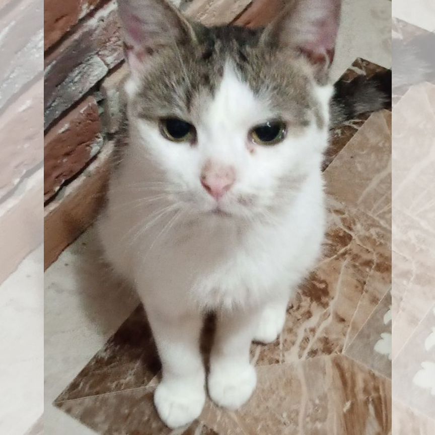 Пристраиваем молодого кота