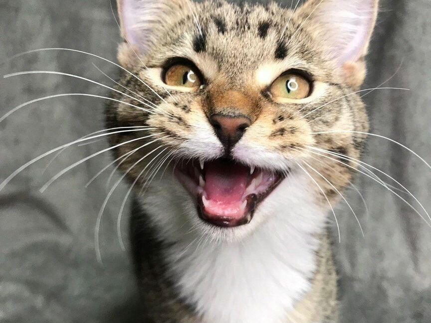 Котенок Куб