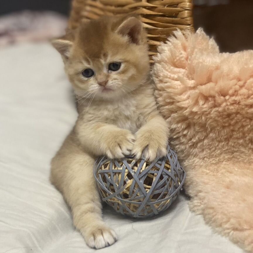 Британский котик Семен