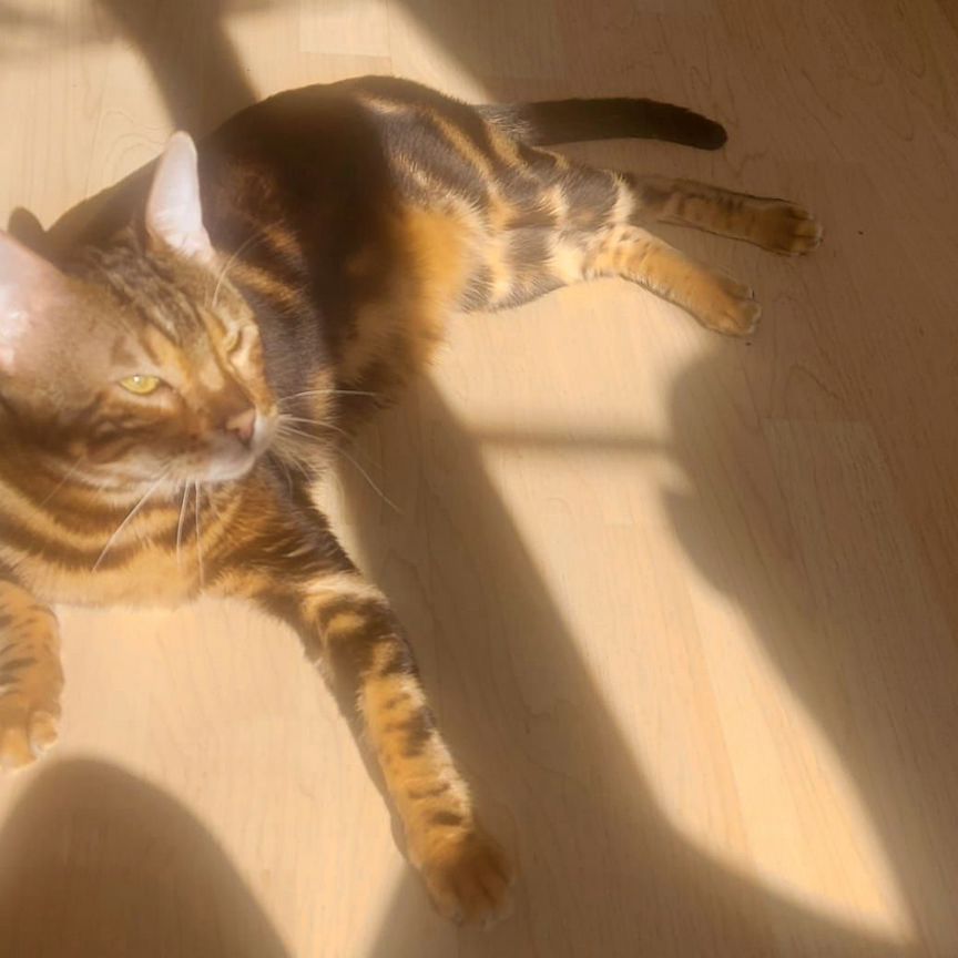 Отдам кота в добрые руки