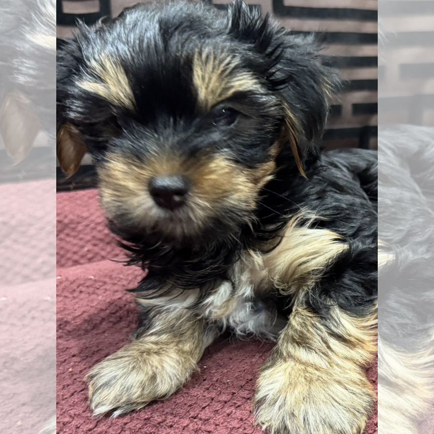 Йоркширский терьер, щенок