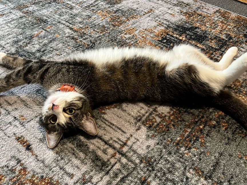 Кошка Бусинка