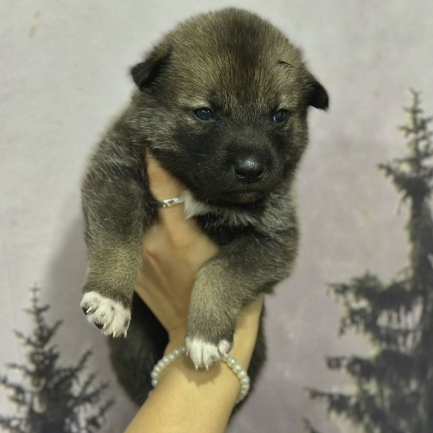 Щенок в добрые руки