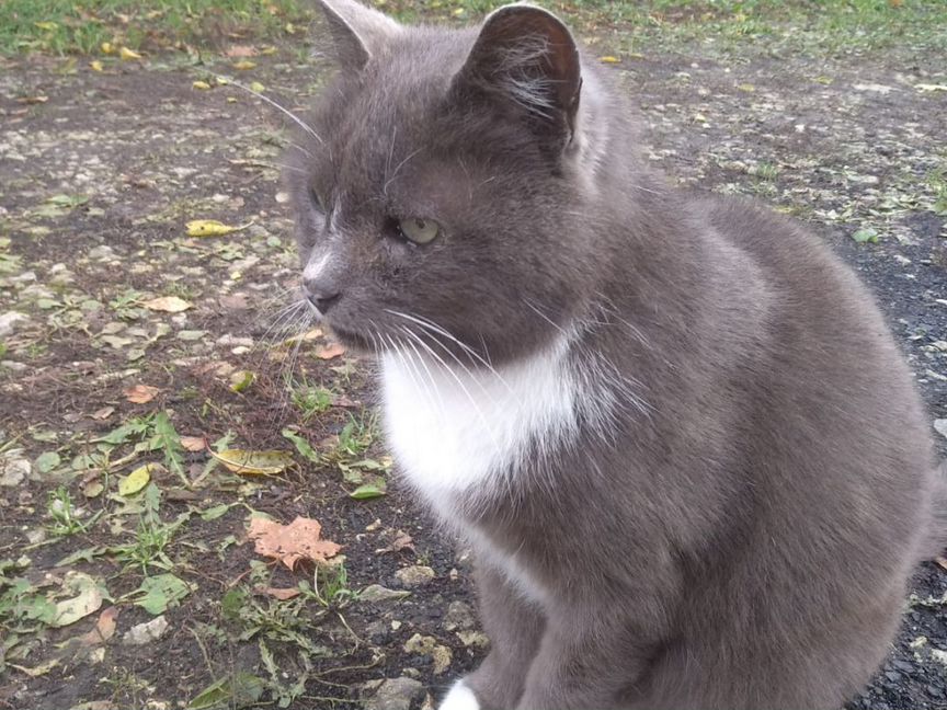 Кошка в дар бесплатно