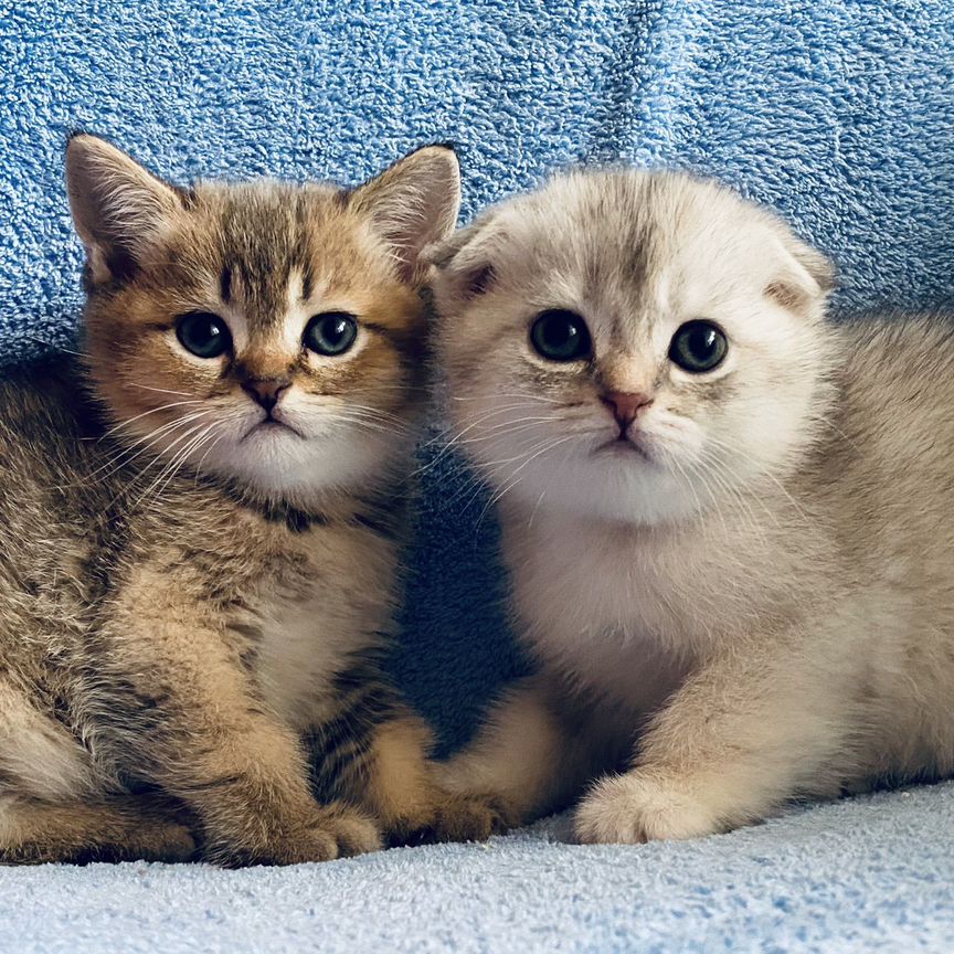 Шотландская серебро и золото