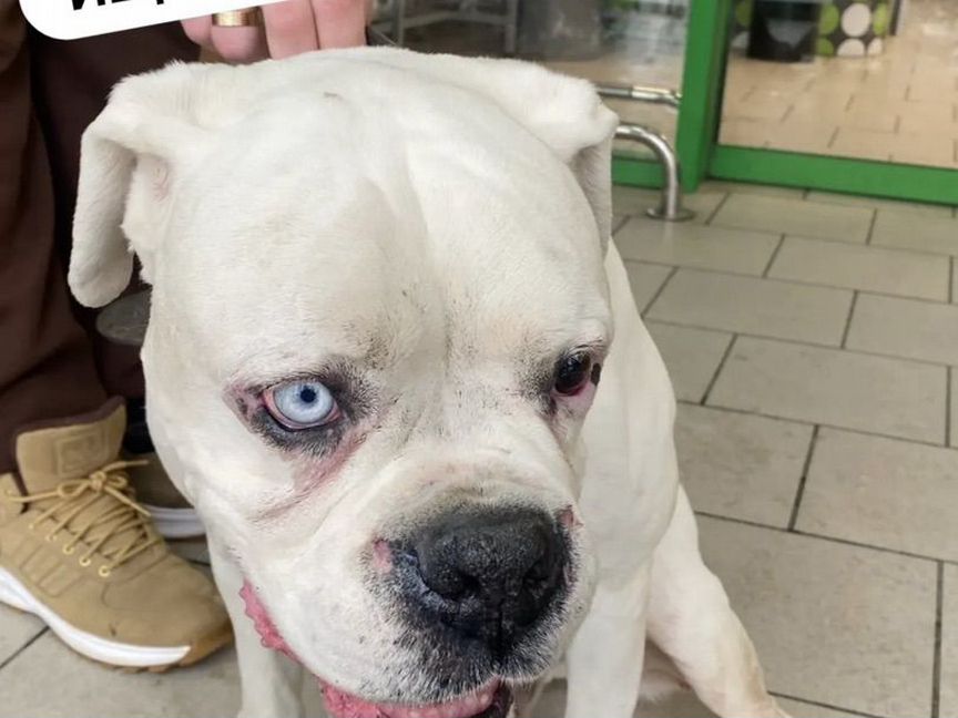 Американский бульдог