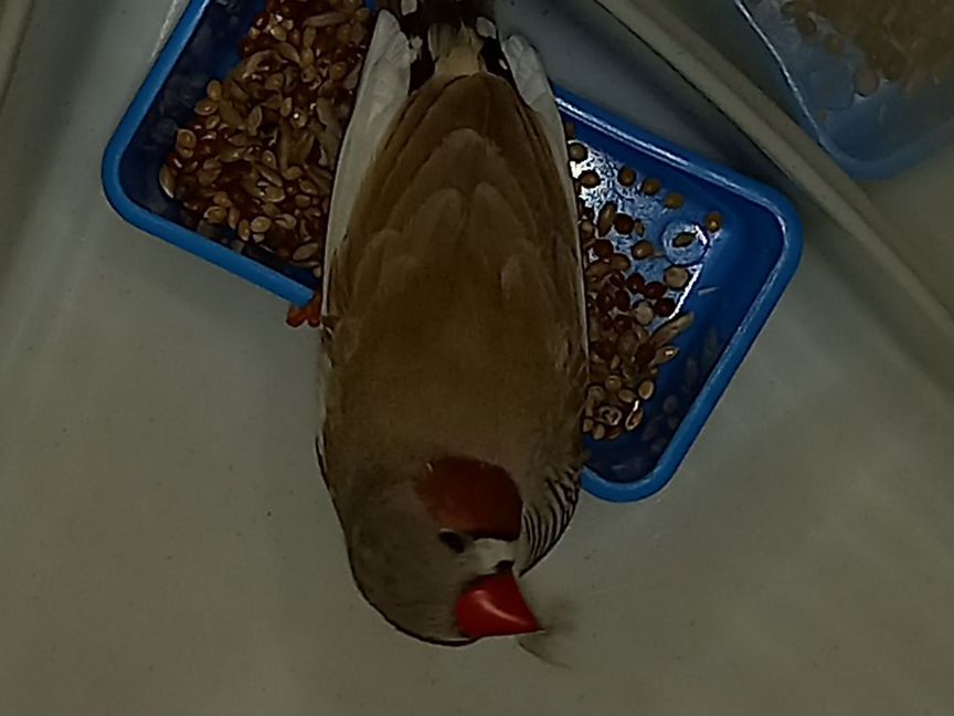 Зебровые амадины, самец