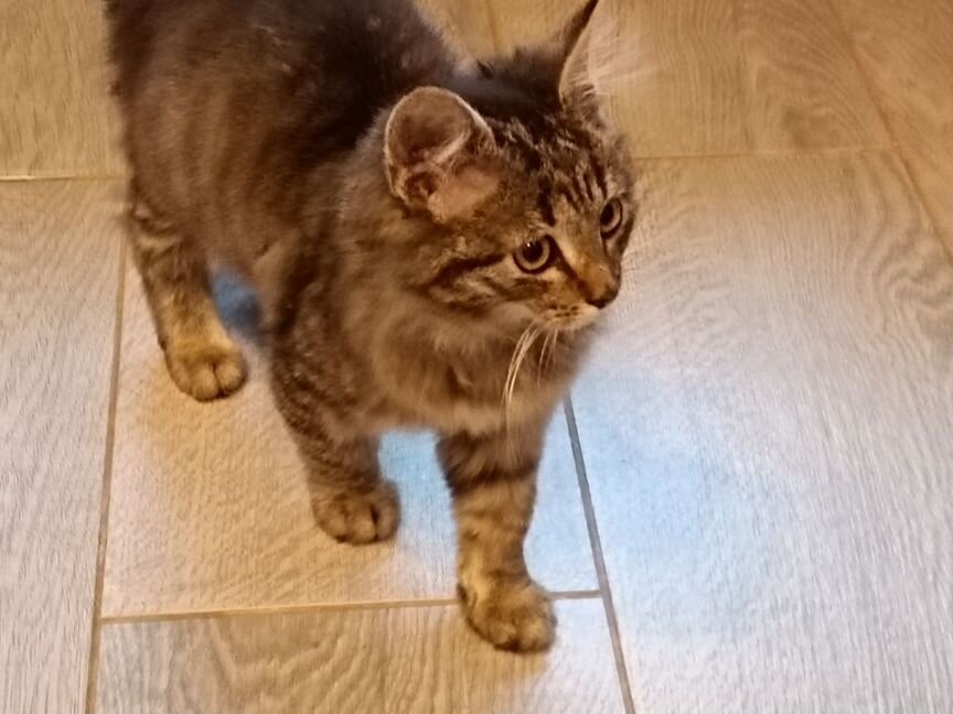 Кошка в дар бесплатно