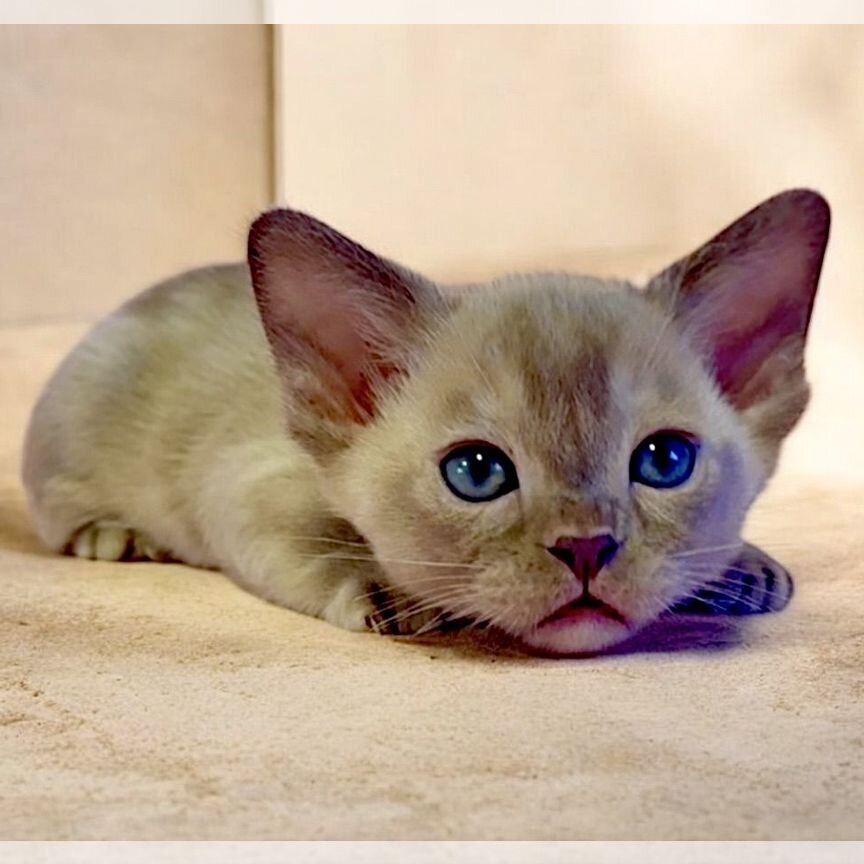 Европейский бурманский котёнок