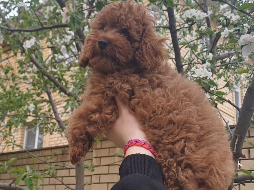 Той-пудель кобели