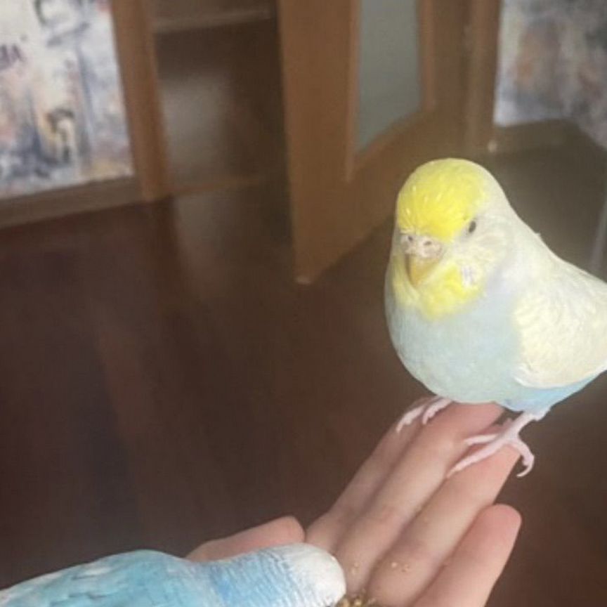 Попугаи волнистые