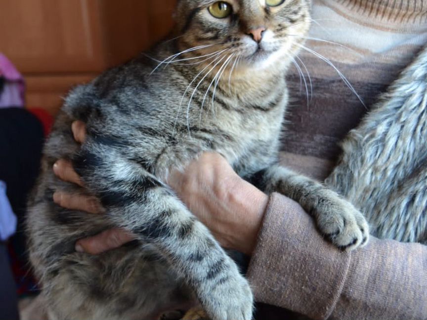 Отдам молодого котика