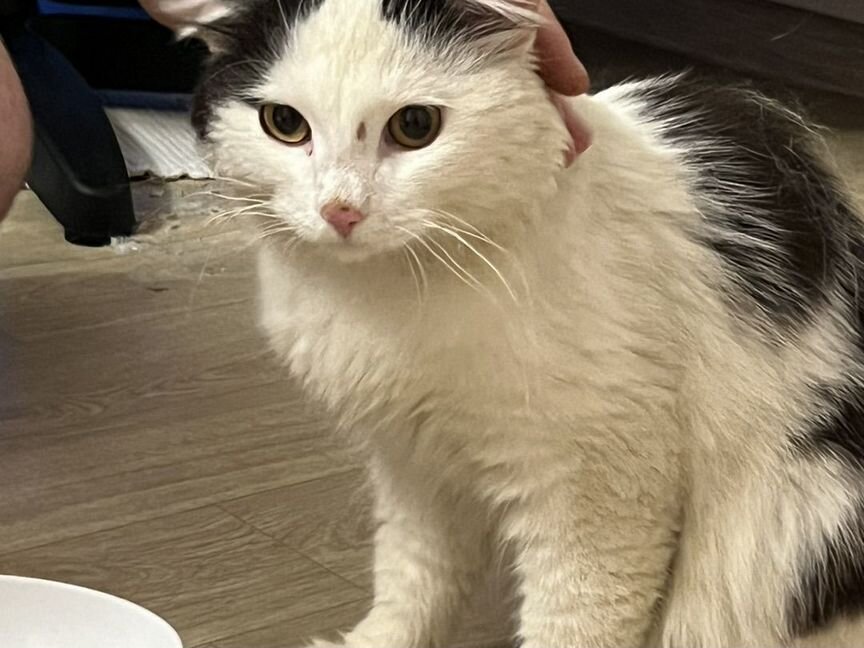 Нашелся котик