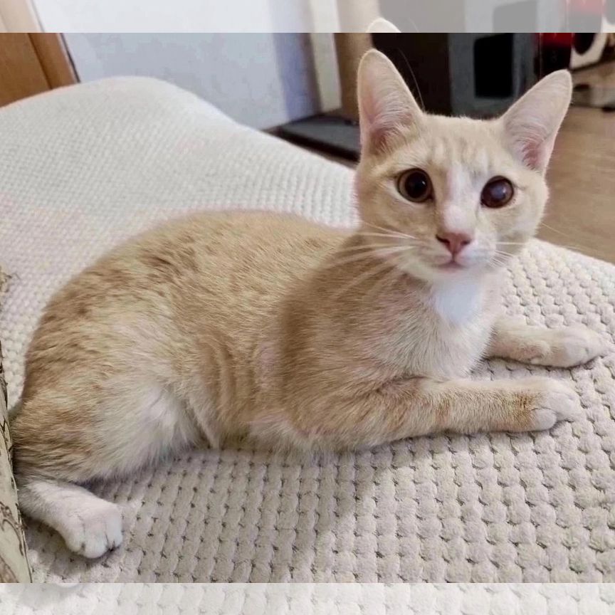 Взрослый кот в добрые руки