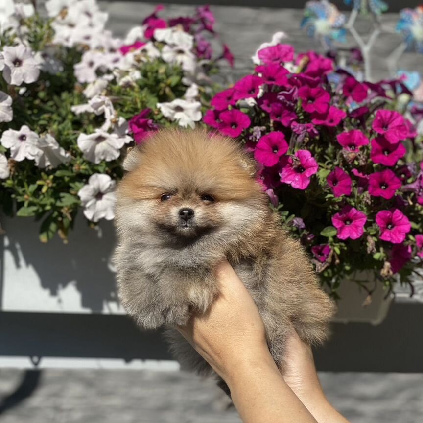 Померанский шпиц