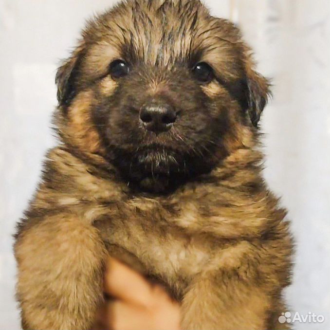 Собака якутский щенок красавчик